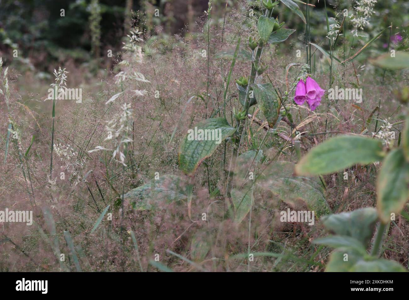 Flowers in the Forest, Blumen im Wald Stock Photo - Alamy