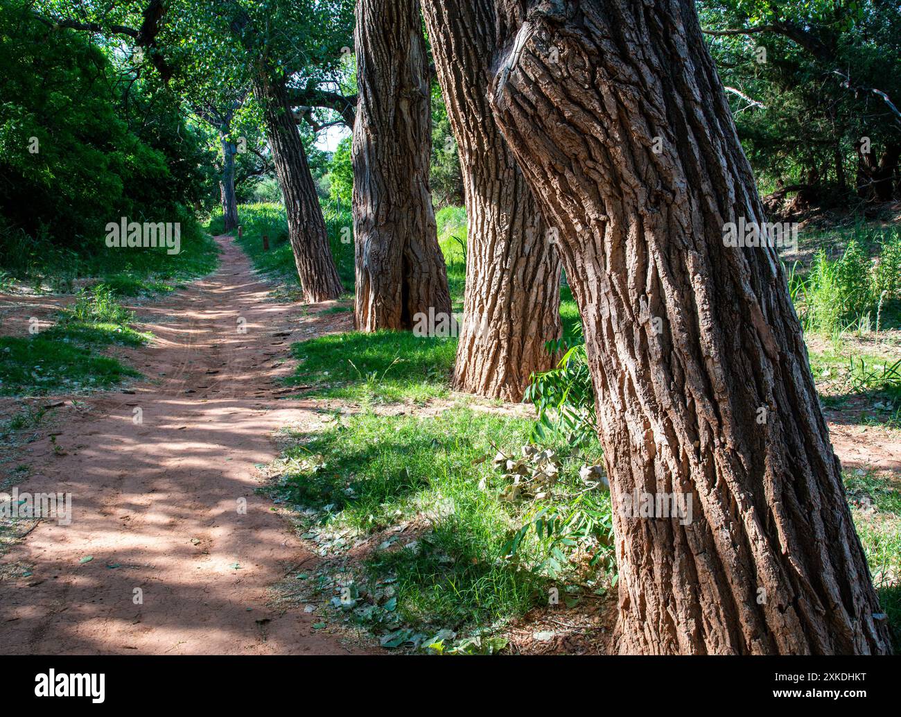 Cotton wood trees follow the canyon bottom in Palo Duro Canyon State ...