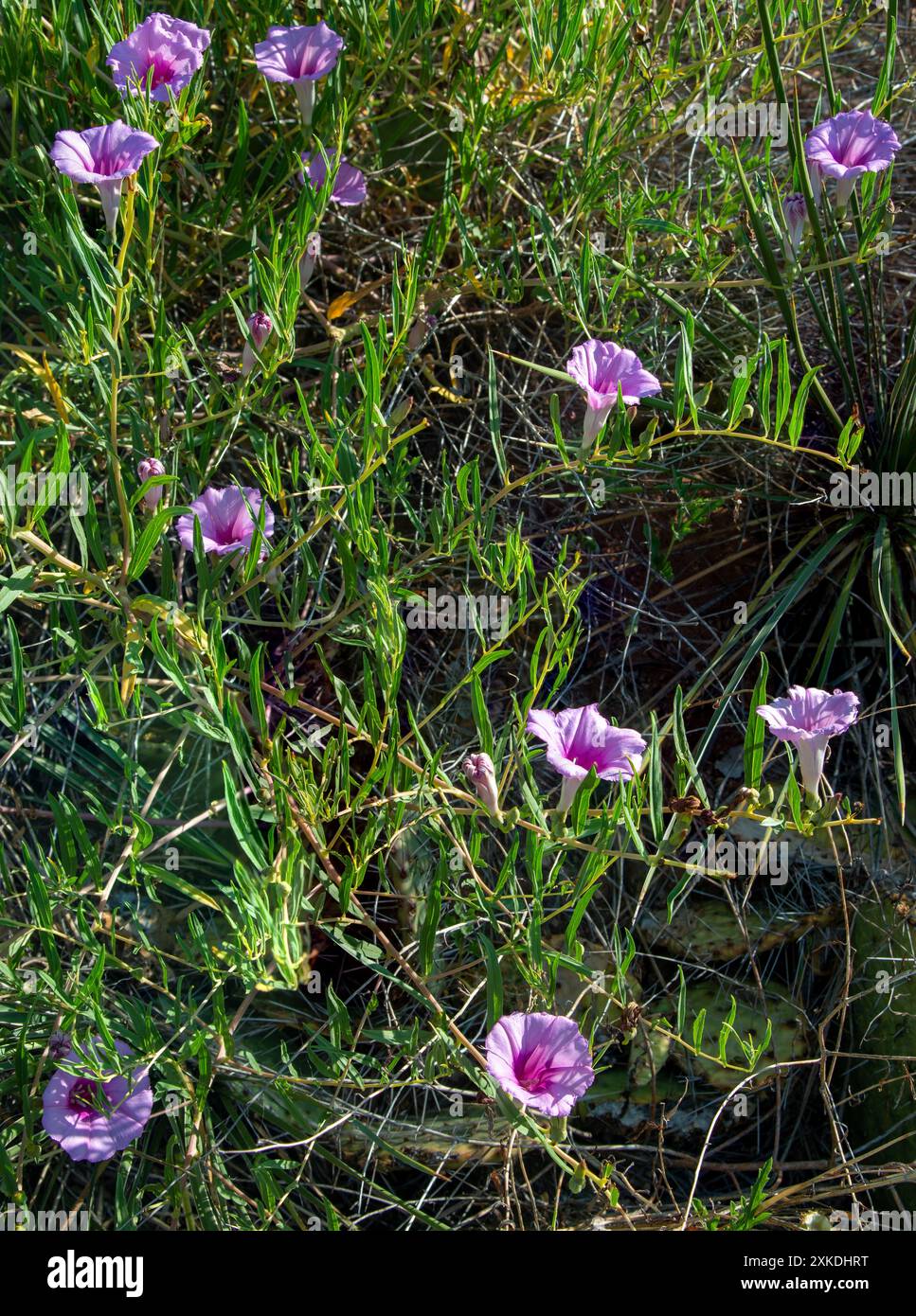 Purple Morning Glory flowers (Ipomoea) flowering in Palo Duro Canyon ...