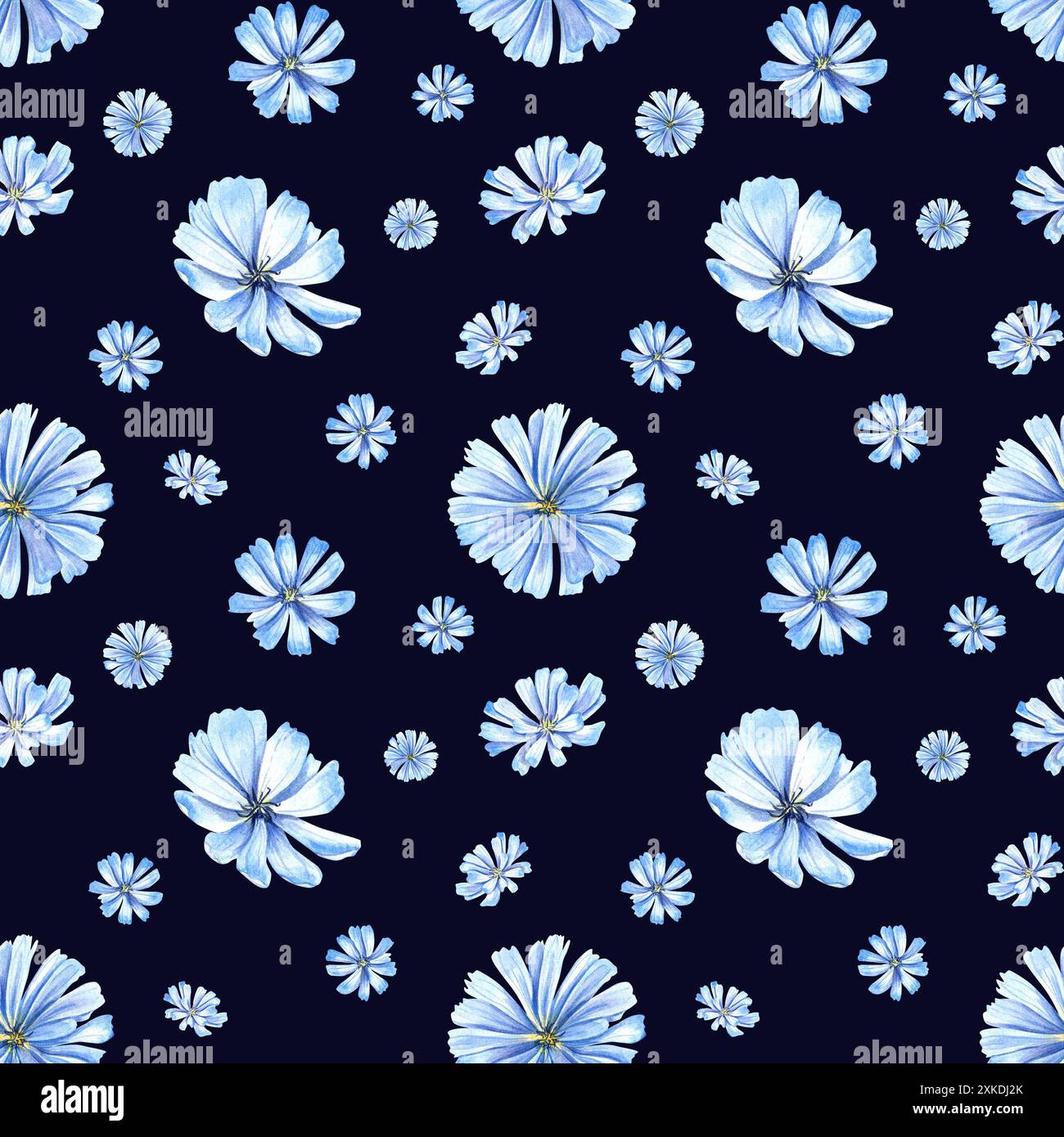 Delicate blue chicory on dark background. Wild meadow flowers. Seamless ...