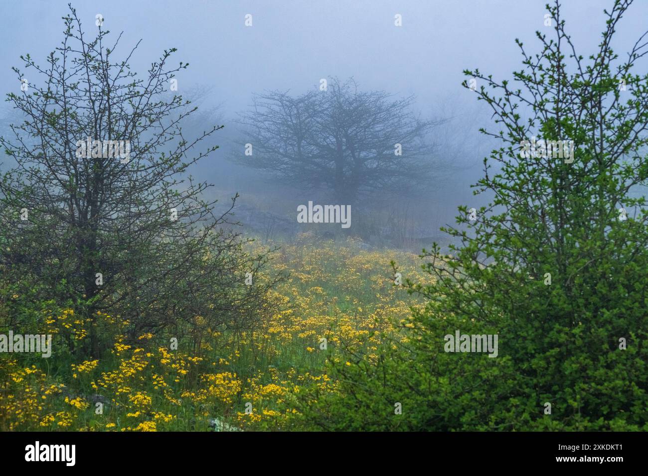Misty, foggy morning on the Appalachian Trail at the entrance to the ...