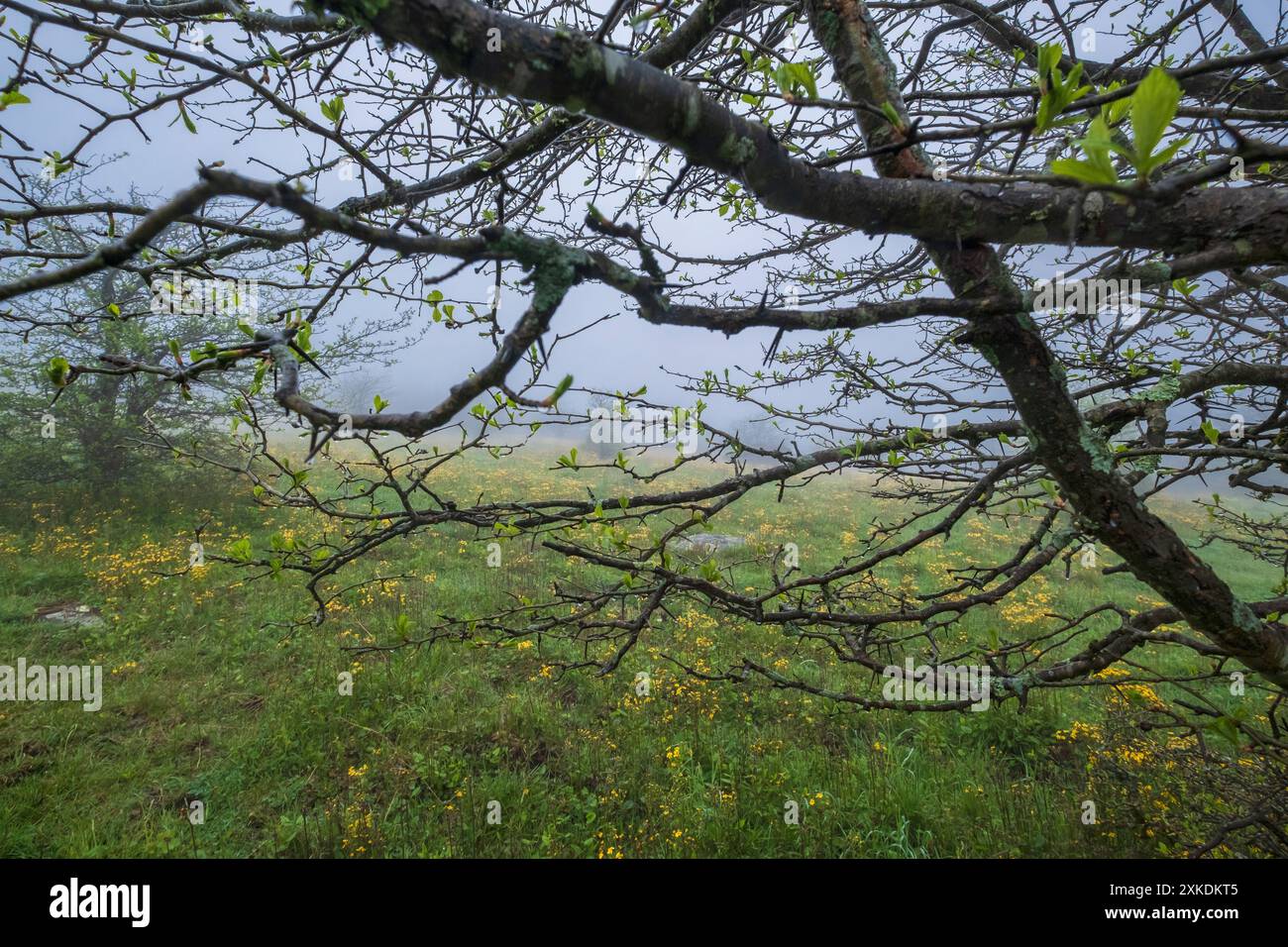 Misty, foggy morning on the Appalachian Trail at the entrance to the ...