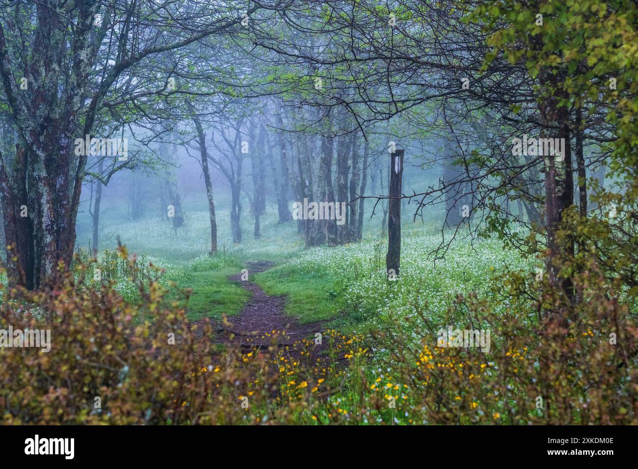 Misty, foggy morning on the Appalachian Trail at the entrance to the ...
