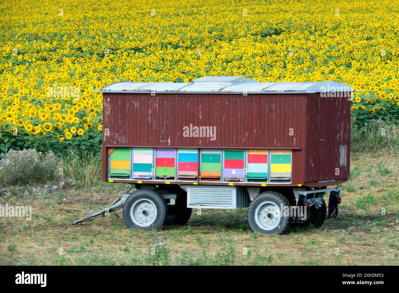 Mobile Beehives, Sunflowers Field, Yellow, Mid Summer July Bee Hives ...