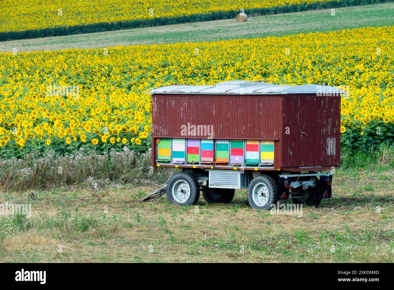 Mobile Bee Hives, Beehives located at Sunflowers Field, Yellow, Mid ...