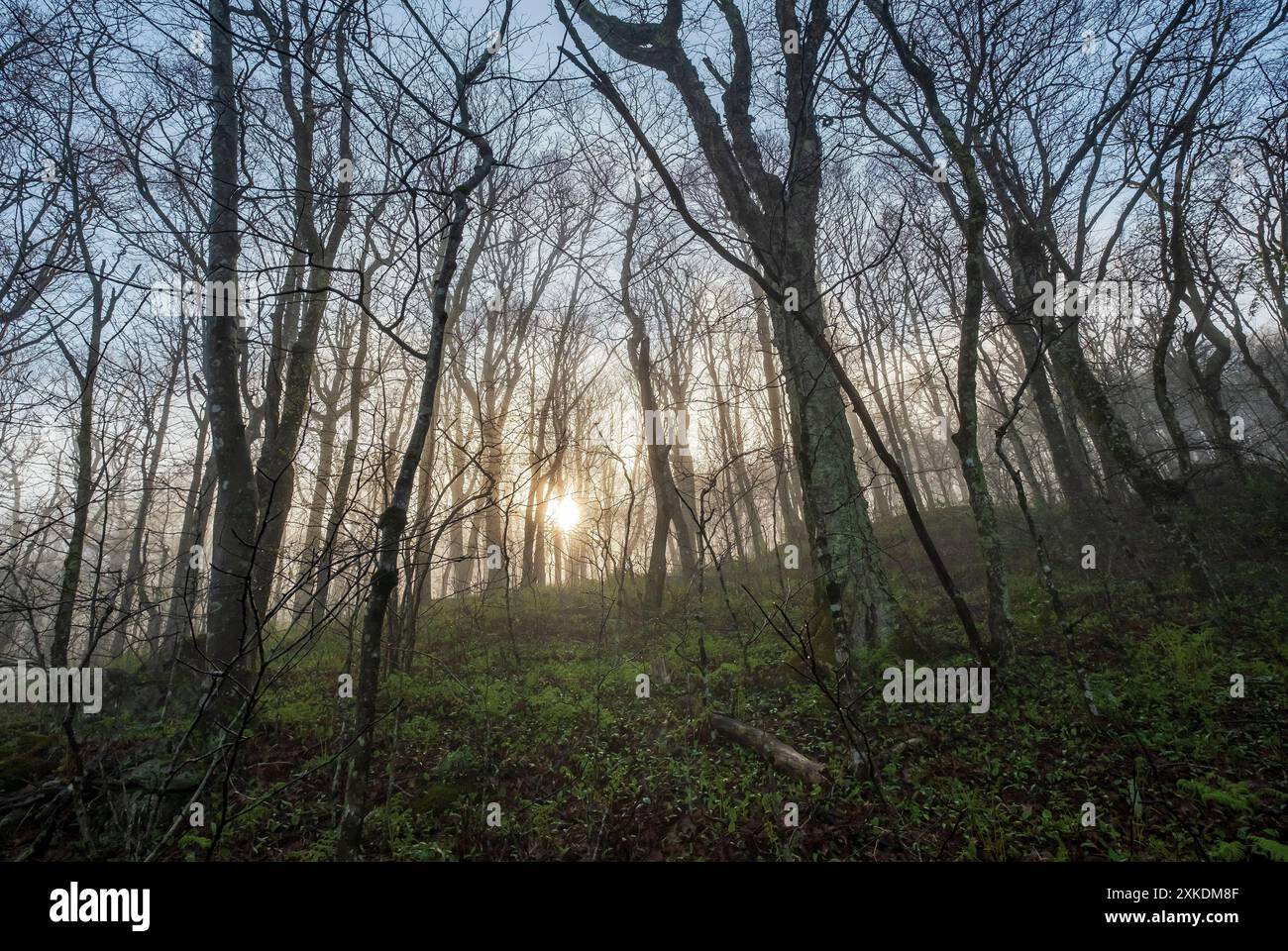 Misty, foggy morning on the Appalachian Trail at the entrance to the ...