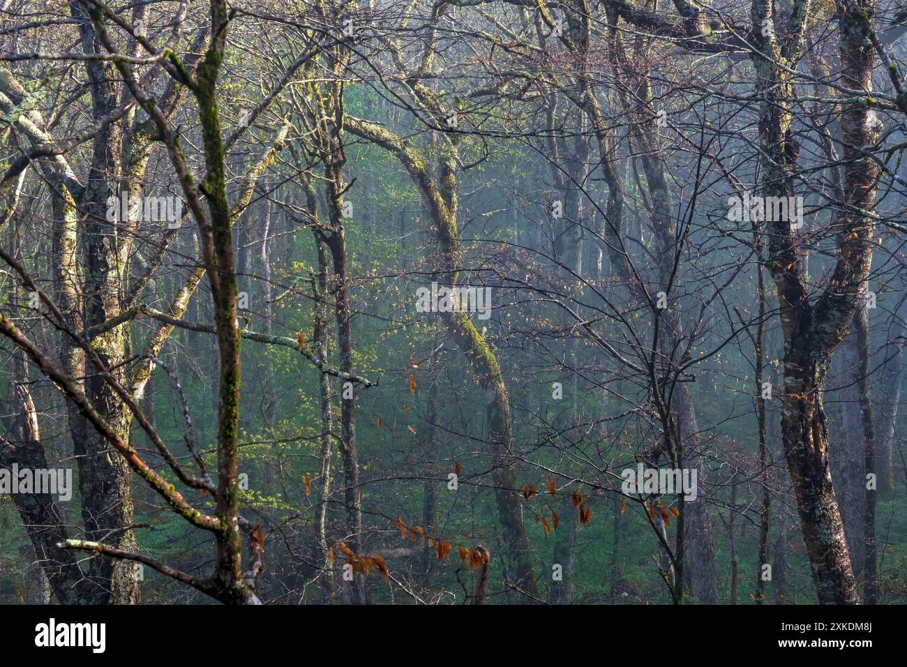 Misty, foggy morning on the Appalachian Trail at the entrance to the ...