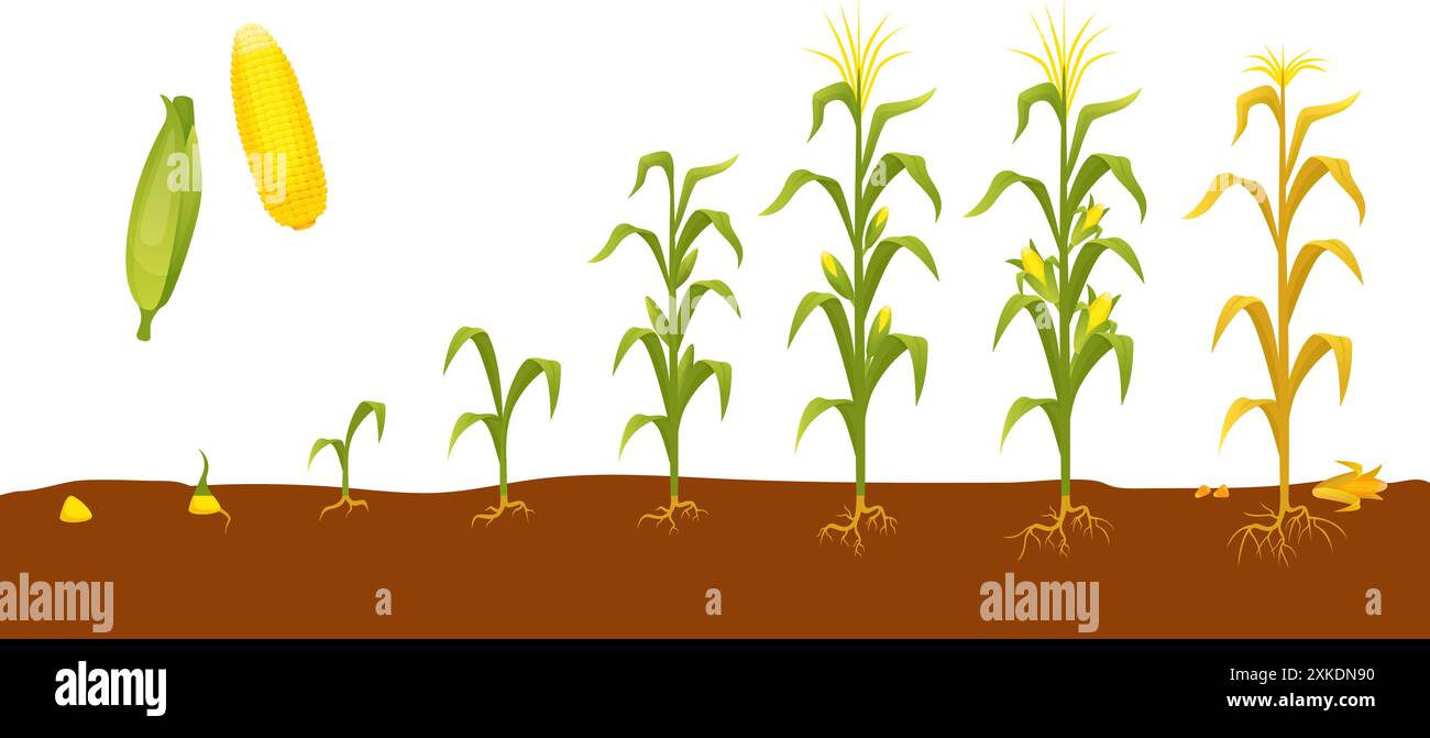 Corn plant growth. Agriculture planting and seedling, corns cobs step ...