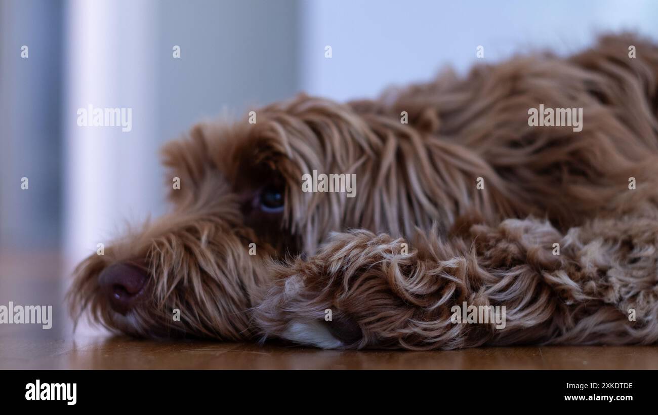 Hungry dog hi-res stock photography and images - Alamy