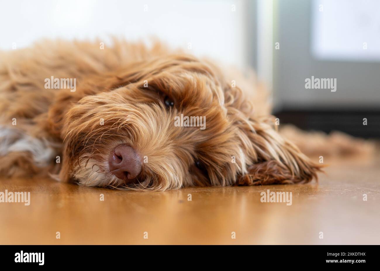 Close up sleepy dog hi-res stock photography and images - Alamy