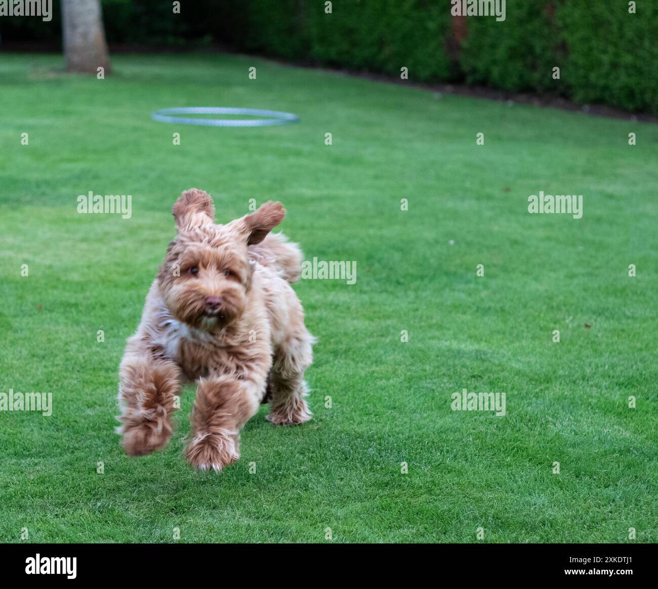 Running towards camera golden hi-res stock photography and images - Alamy