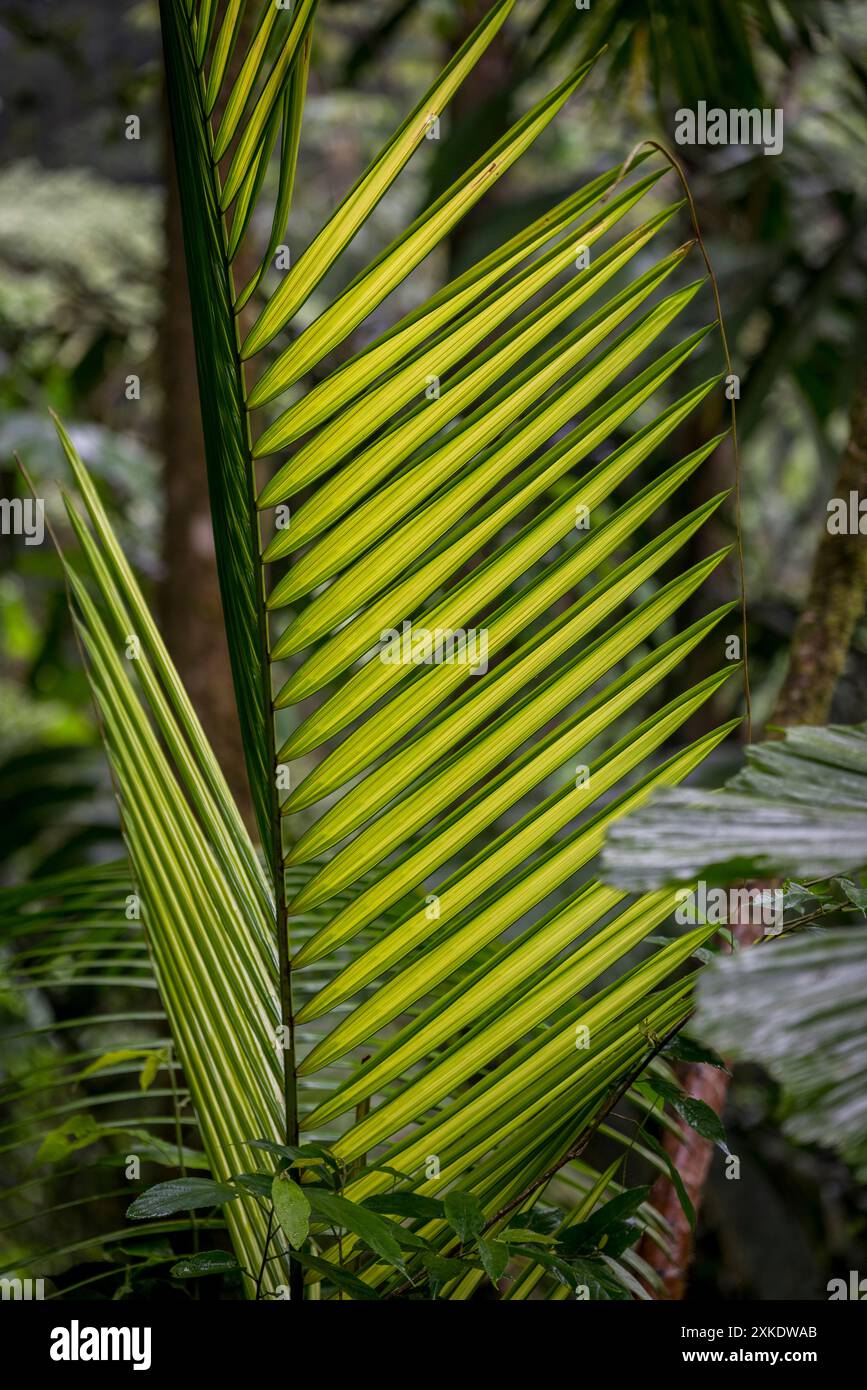 Closeup of palm leaves, Rainforest, Mistico Hanging Bridge Park, Costa ...
