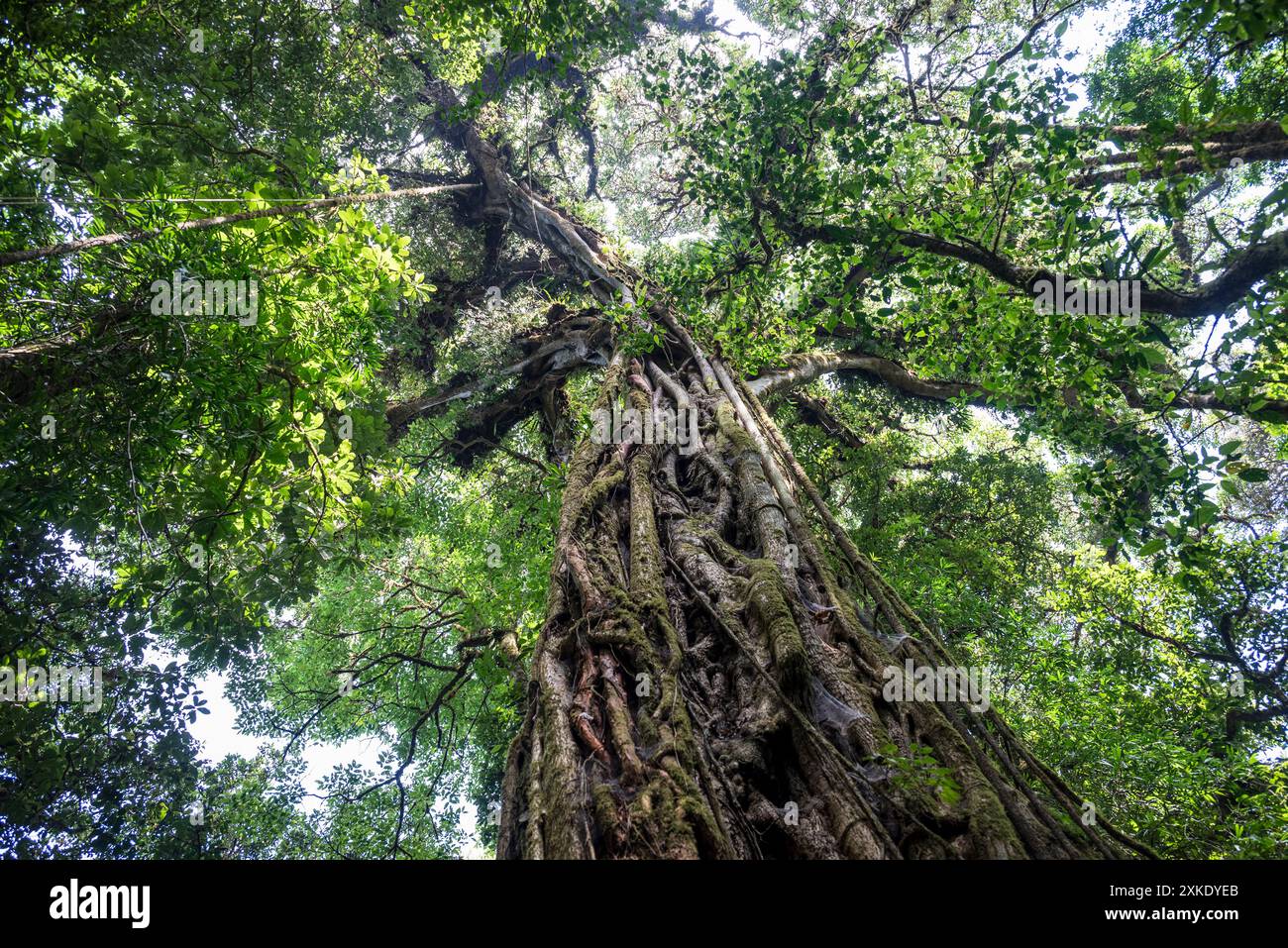 Rainforest, Monteverde Cloud Forest Biological Reserve, Monteverde ...