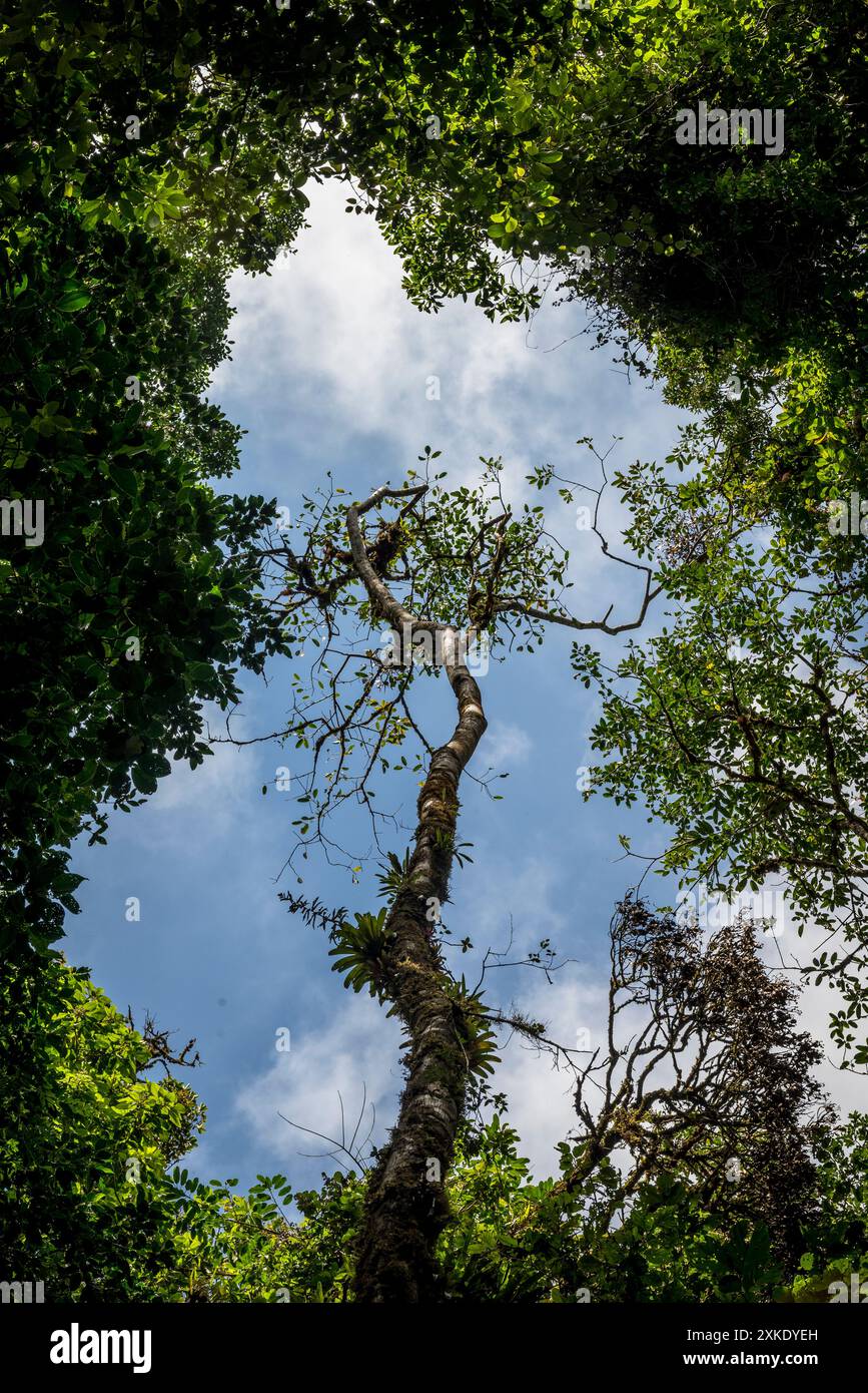 Rainforest, Monteverde Cloud Forest Biological Reserve, Monteverde ...