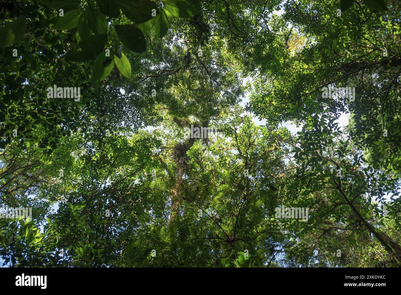Rainforest, Monteverde Cloud Forest Biological Reserve, Monteverde ...