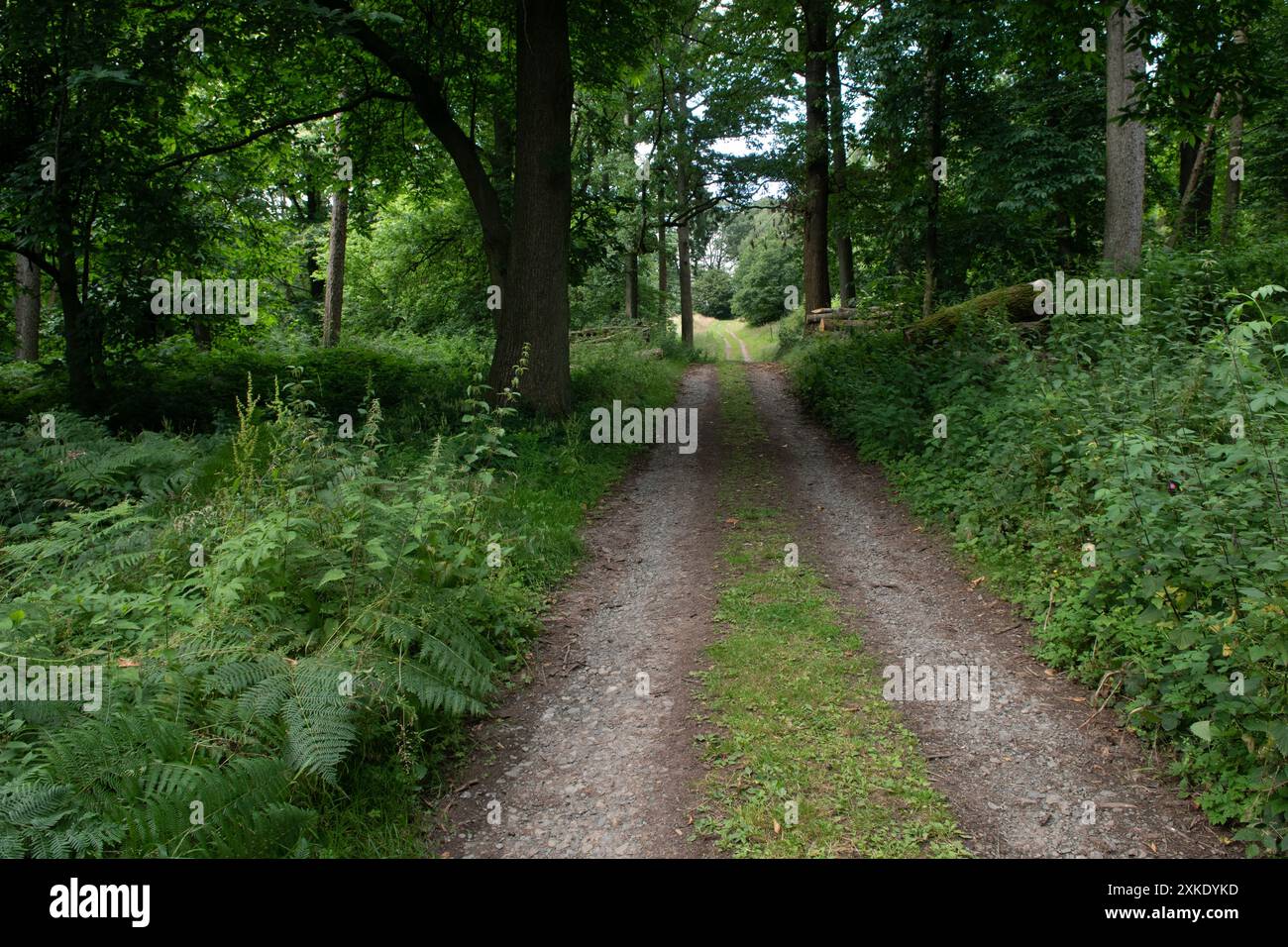 Track in the wood hi-res stock photography and images - Alamy