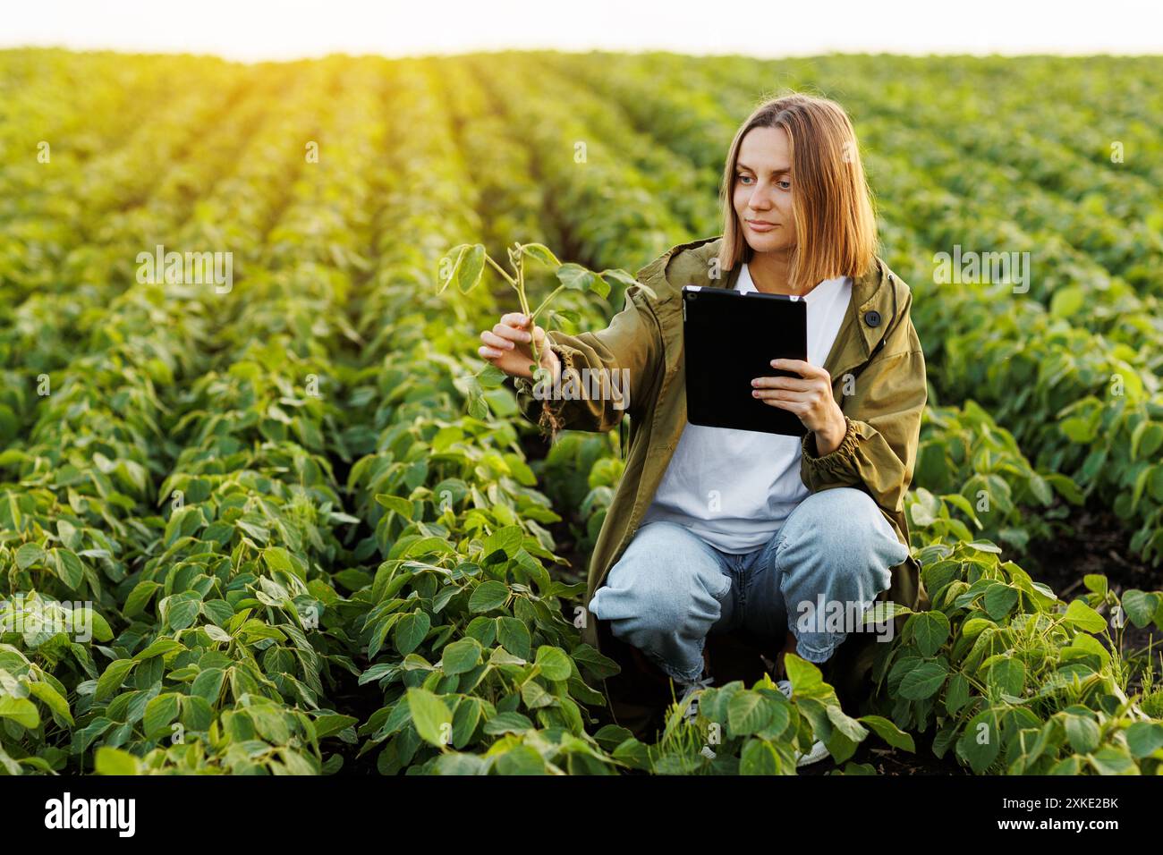Smart farming soybean technology. Female farmer with digital tablet ...