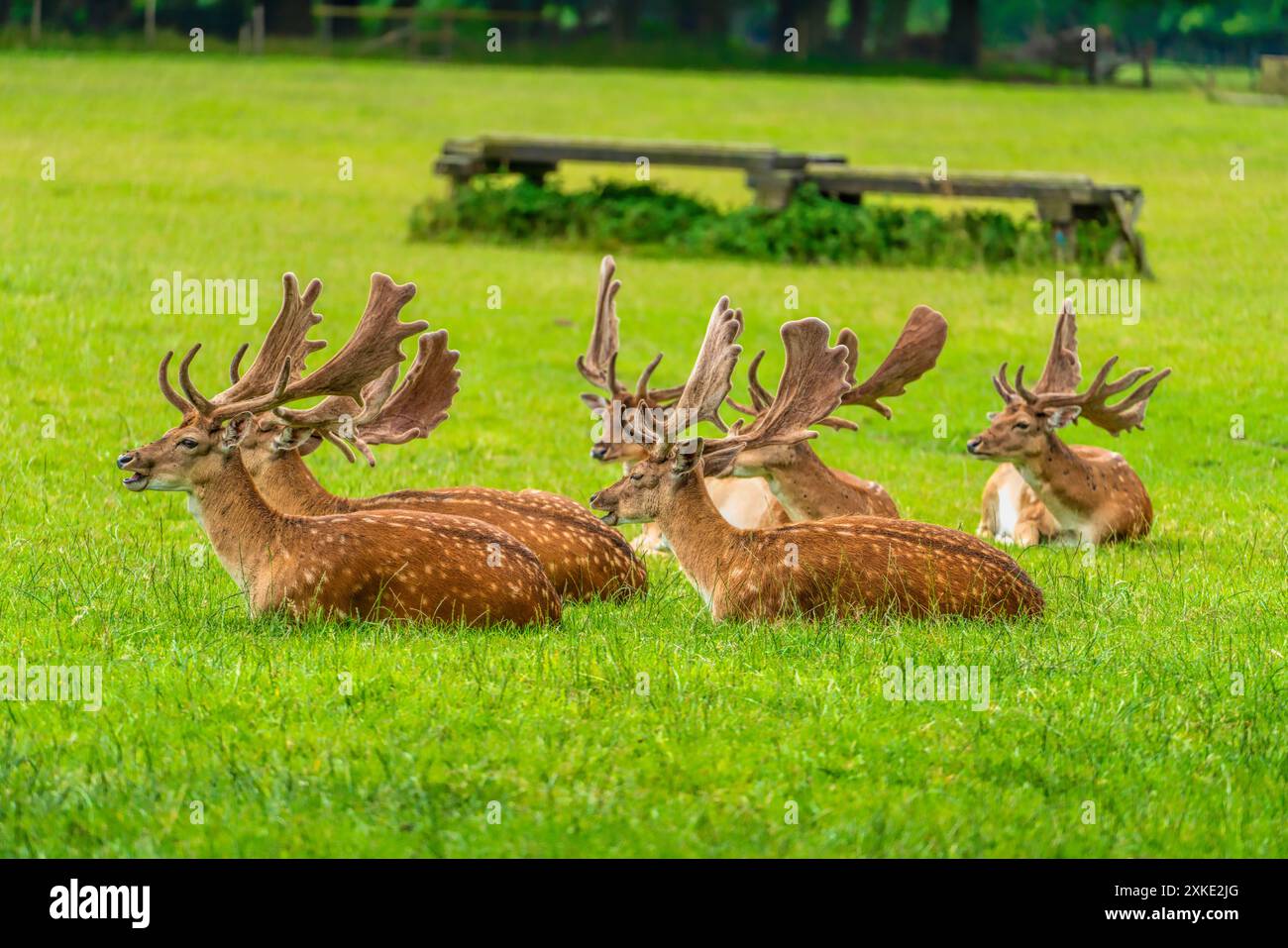 Deer group with antlers or horns lying down the New Forest Hampshire ...