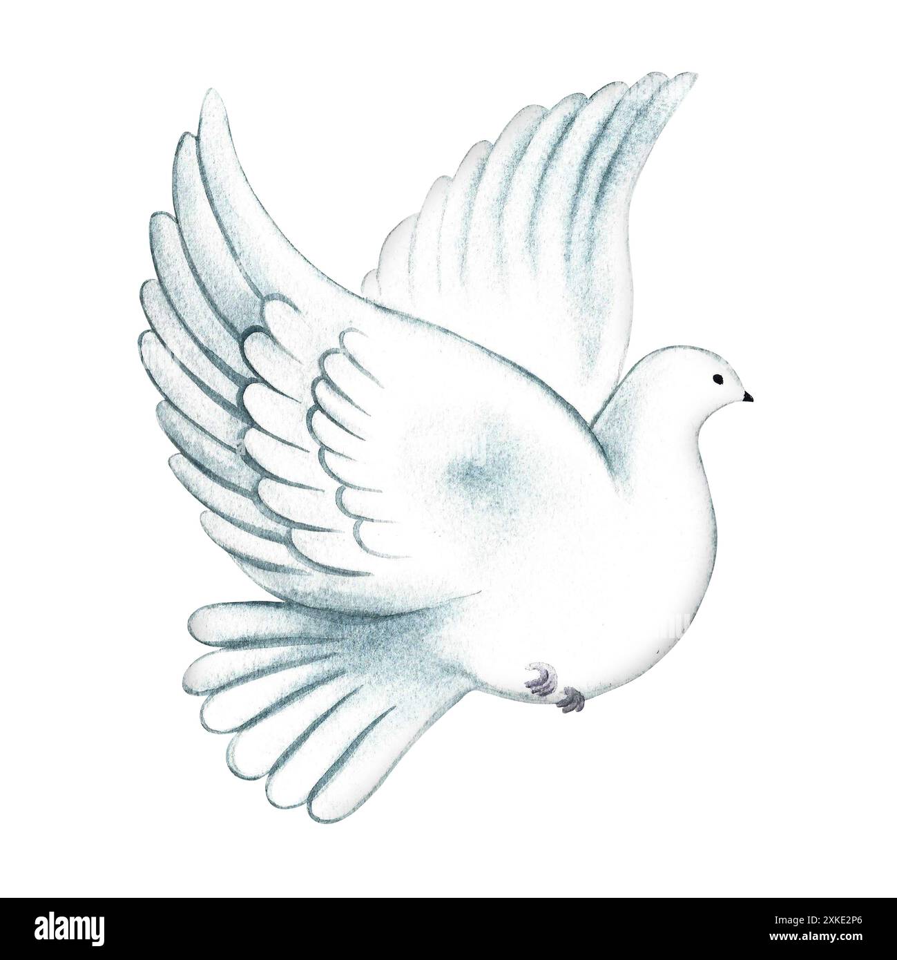 A white flying pigeon. A hand-drawn watercolor illustration. Isolation ...