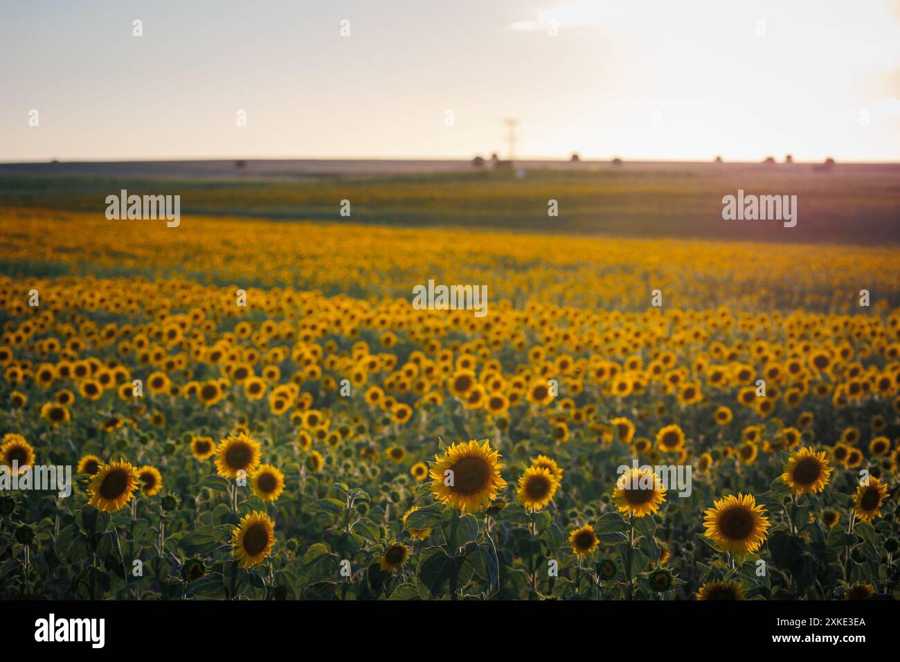 Sunflower field at sunset, the raw material for sunflower oil and sunflower seeds Stock Photo ...
