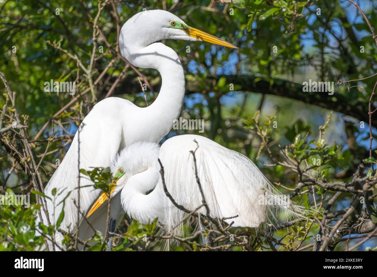 Nesting great egrets on Anastasia Island in St. Augustine, Florida ...