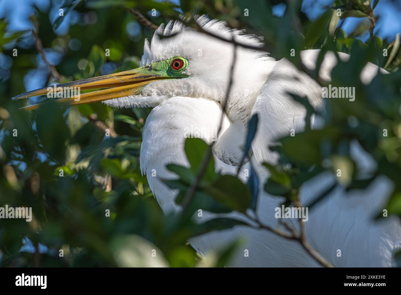 Great egret (Ardea alba) at the St. Augustine Alligator Farm wading ...