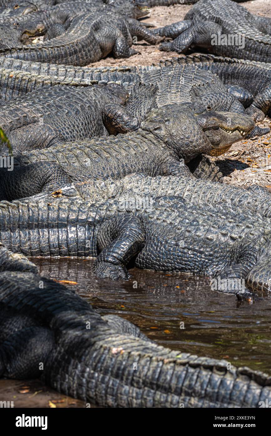 Congregation of American alligators (Alligator mississippiensis) at St ...