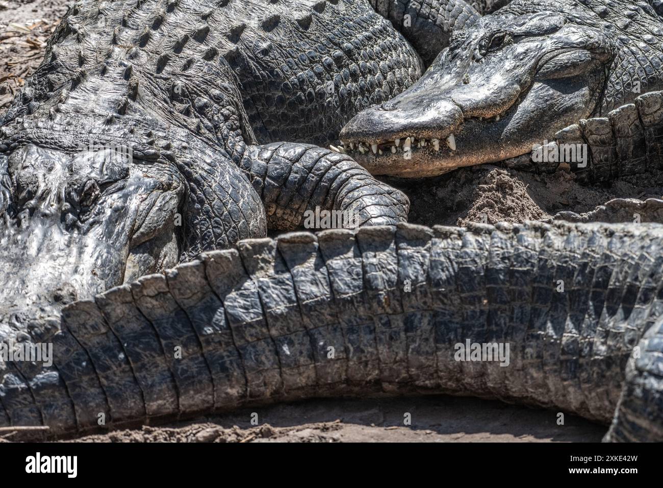 Alligators congregation hi-res stock photography and images - Alamy