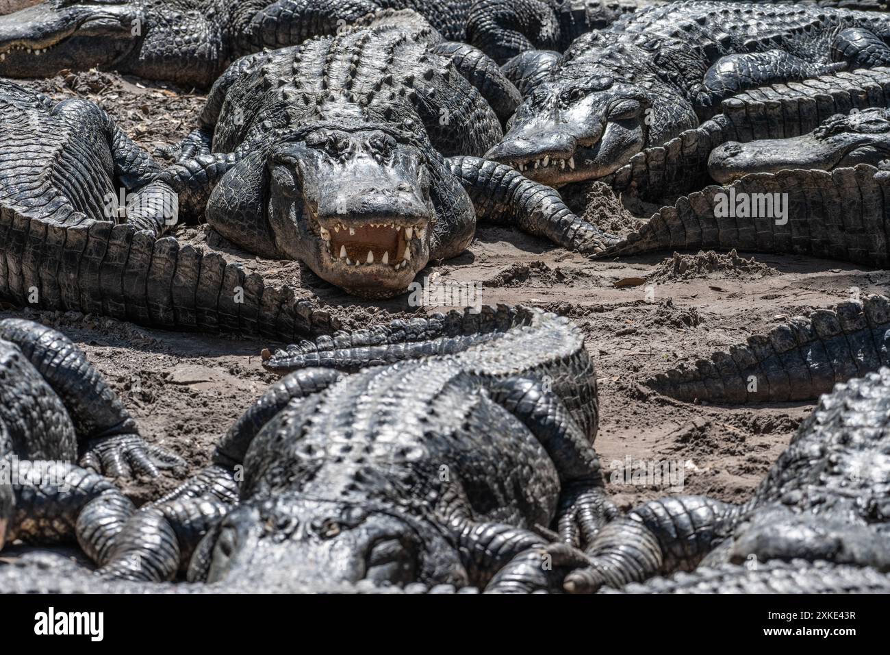 Congregation of American alligators (Alligator mississippiensis) at St ...