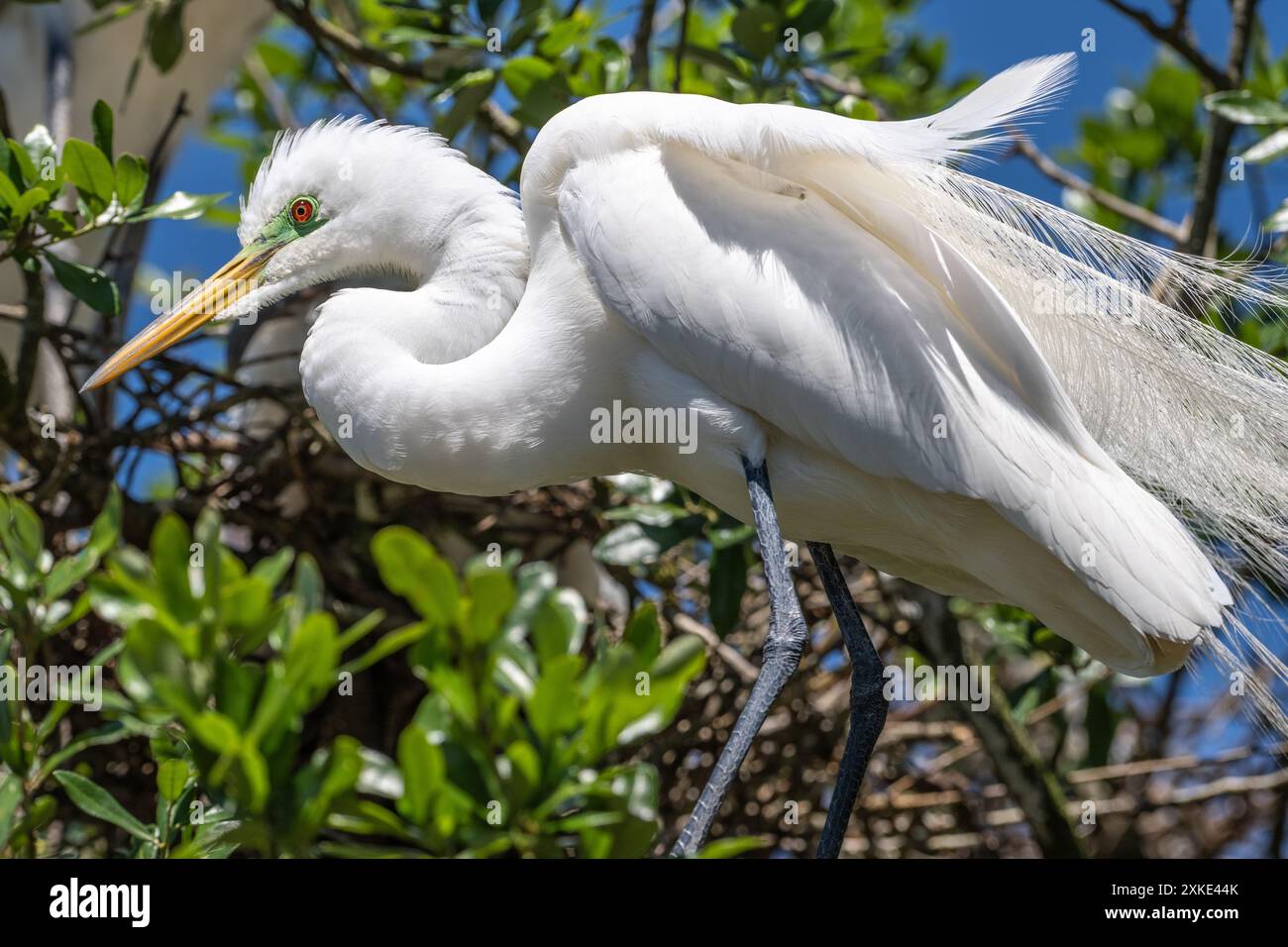 Great egret (Ardea alba) at the St. Augustine Alligator Farm wading ...