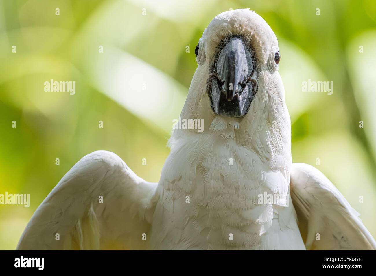 Sulphur-crested Cockatoo (Cacatua galerita) at St. Augustine Alligator ...