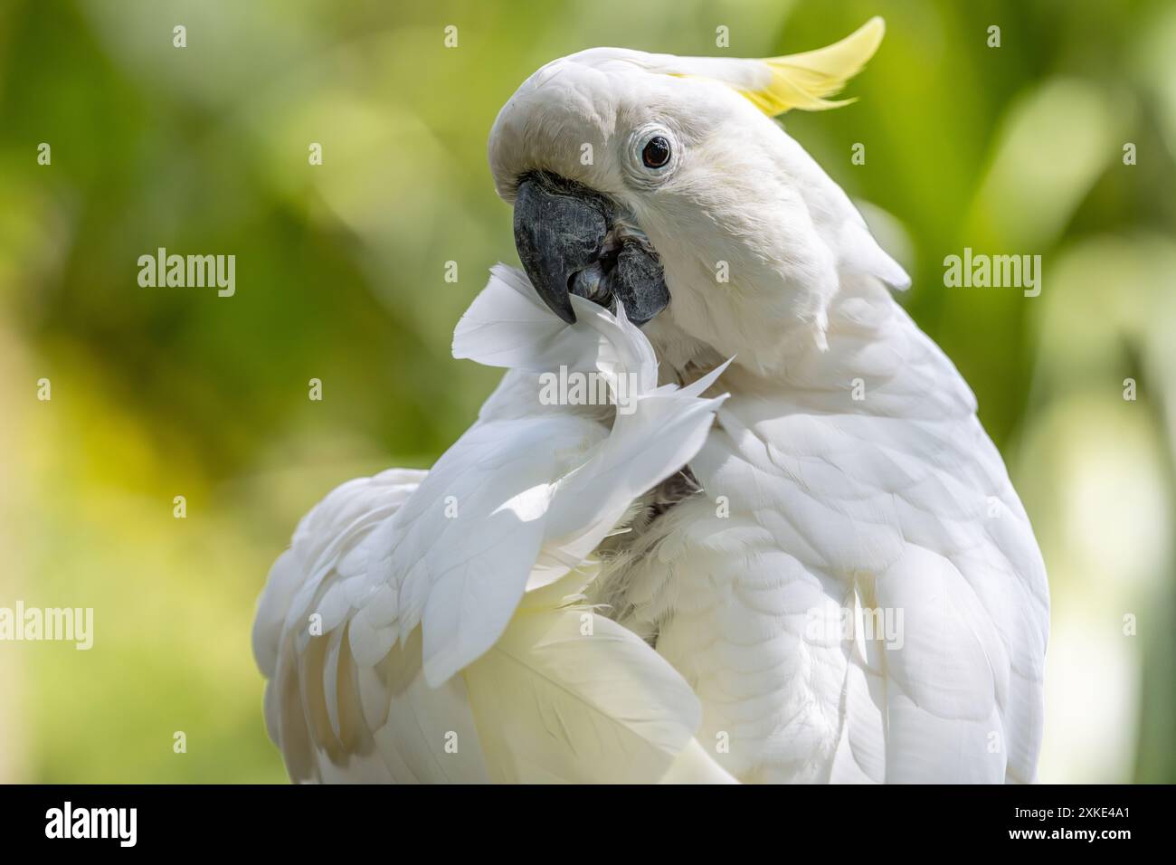 Sulphur-crested Cockatoo (Cacatua galerita) preening at St. Augustine ...