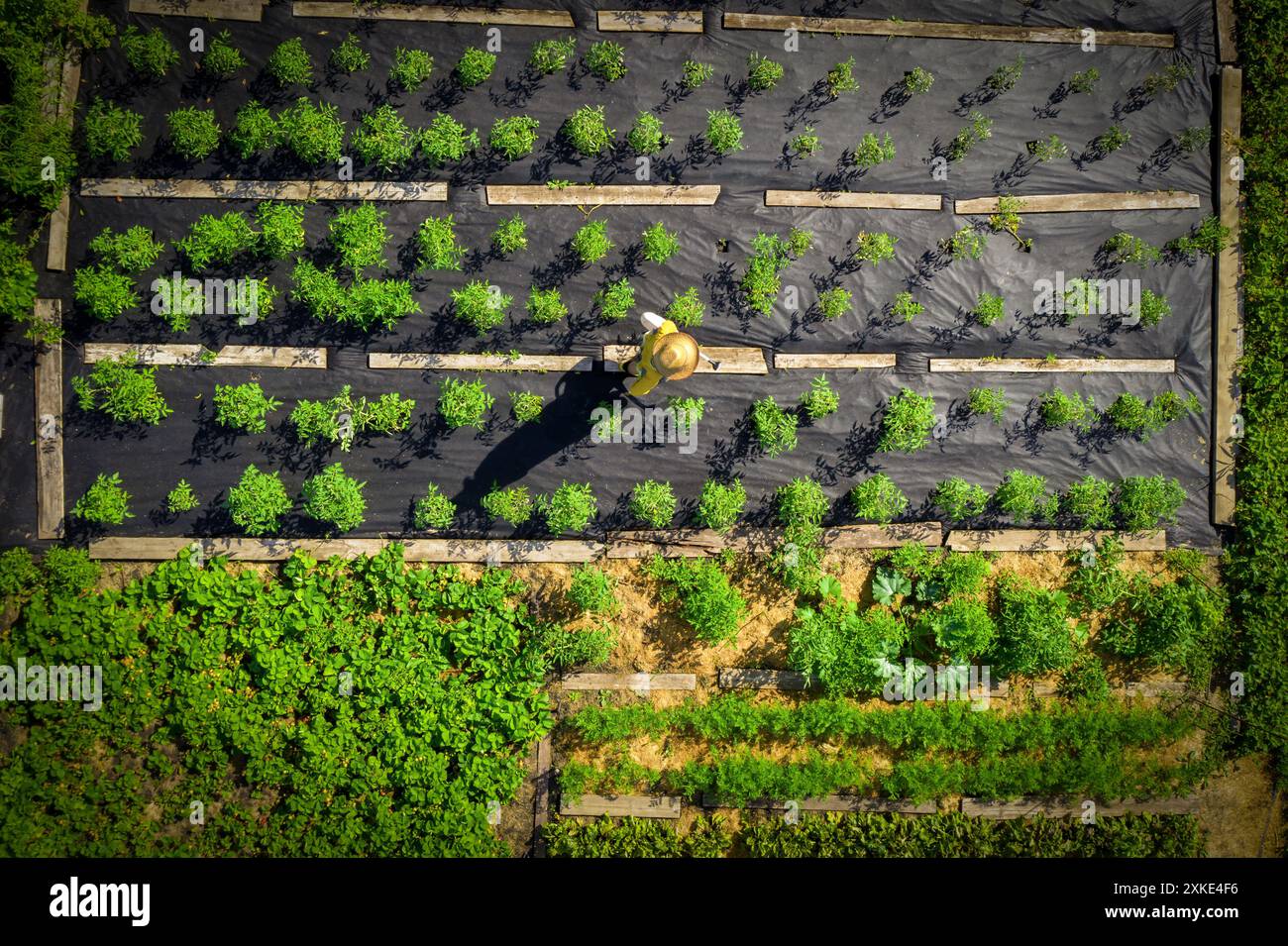 A young girl in a straw hat is standing in her garden, covered in black ...