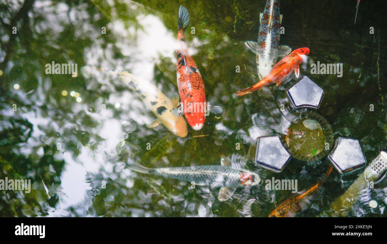 red carp colorful nature beautiful animal fish gold japan koi water ...