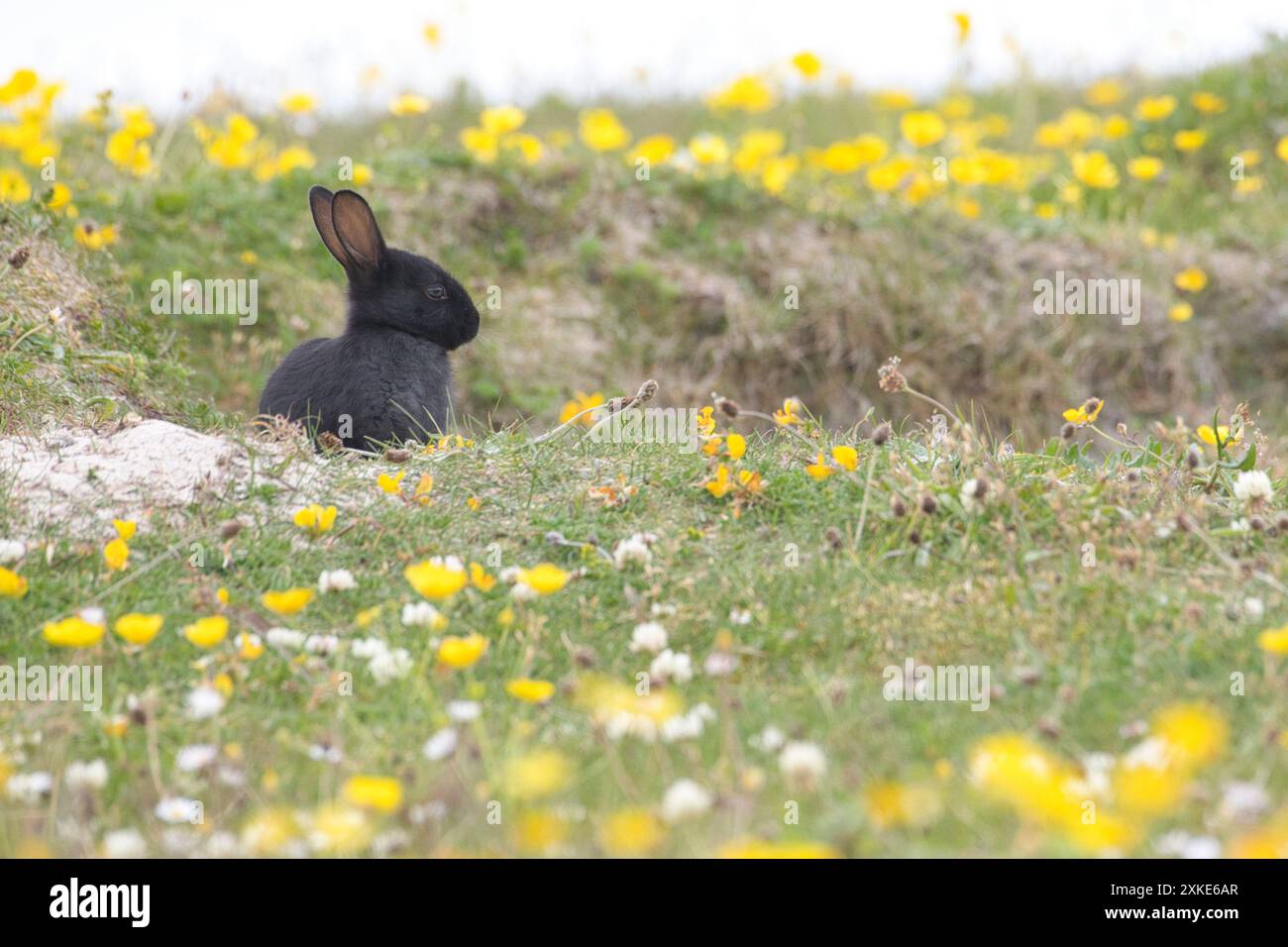 Black rabbit oryctolagus cuniculus hi-res stock photography and images ...
