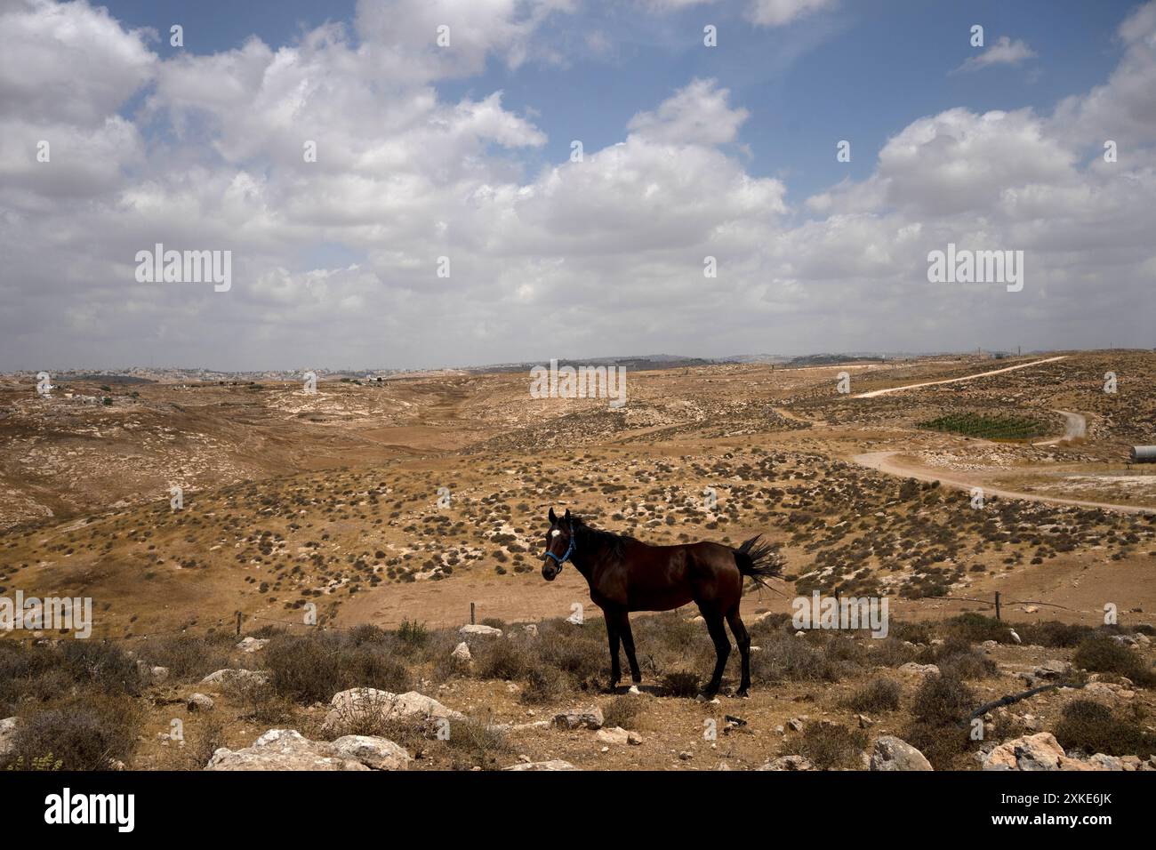 FILE - A horse belonging to Israeli settler Yinon Levi is seen at his ...
