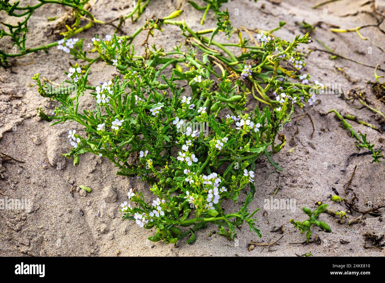 Sea rocket at the beach in Alnmouth, a coastal village in ...