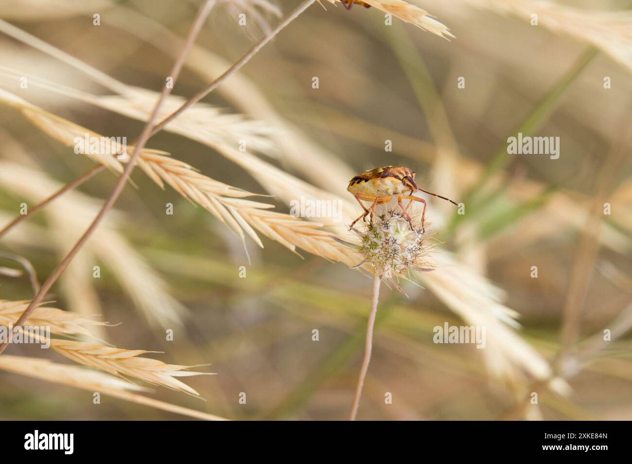 Close up of a colorful shieldbug, Codophila varia on a plant. Rural ...