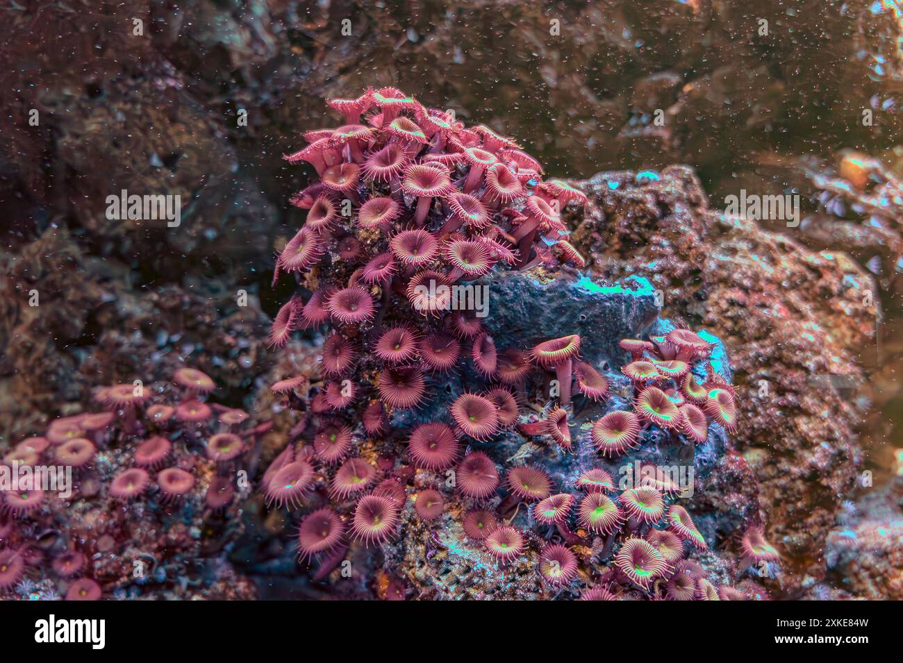 Animals of the underwater sea world. Ecosystem. Colorful tropical fish ...