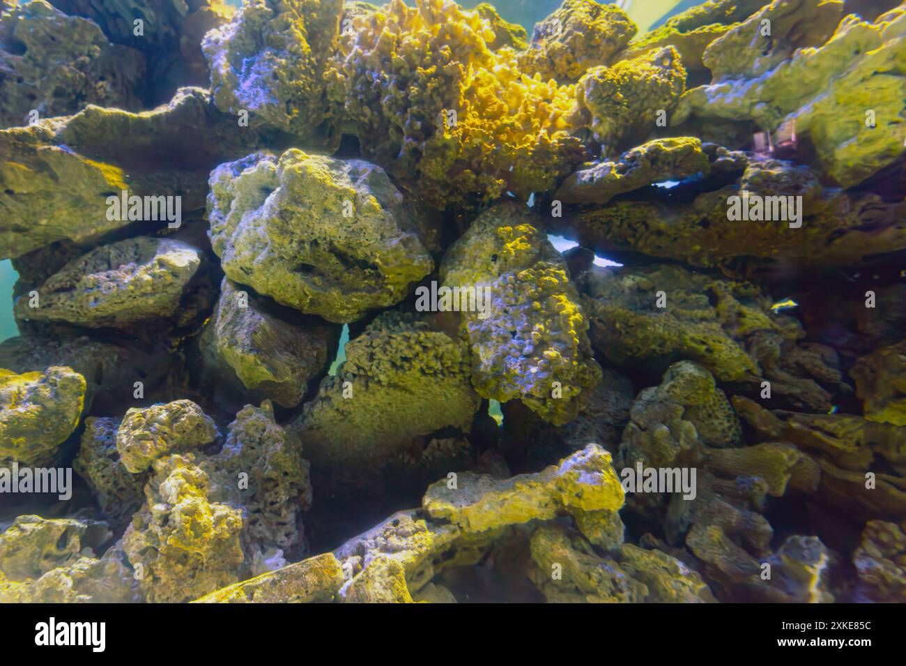 Animals of the underwater sea world. Ecosystem. Colorful tropical fish ...