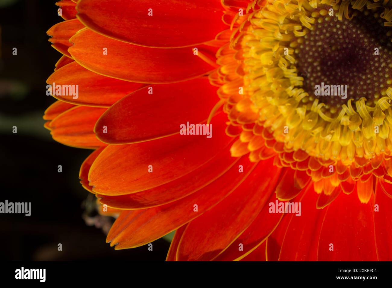 Beautiful colorful natural spring flowers in macro view Stock Photo - Alamy