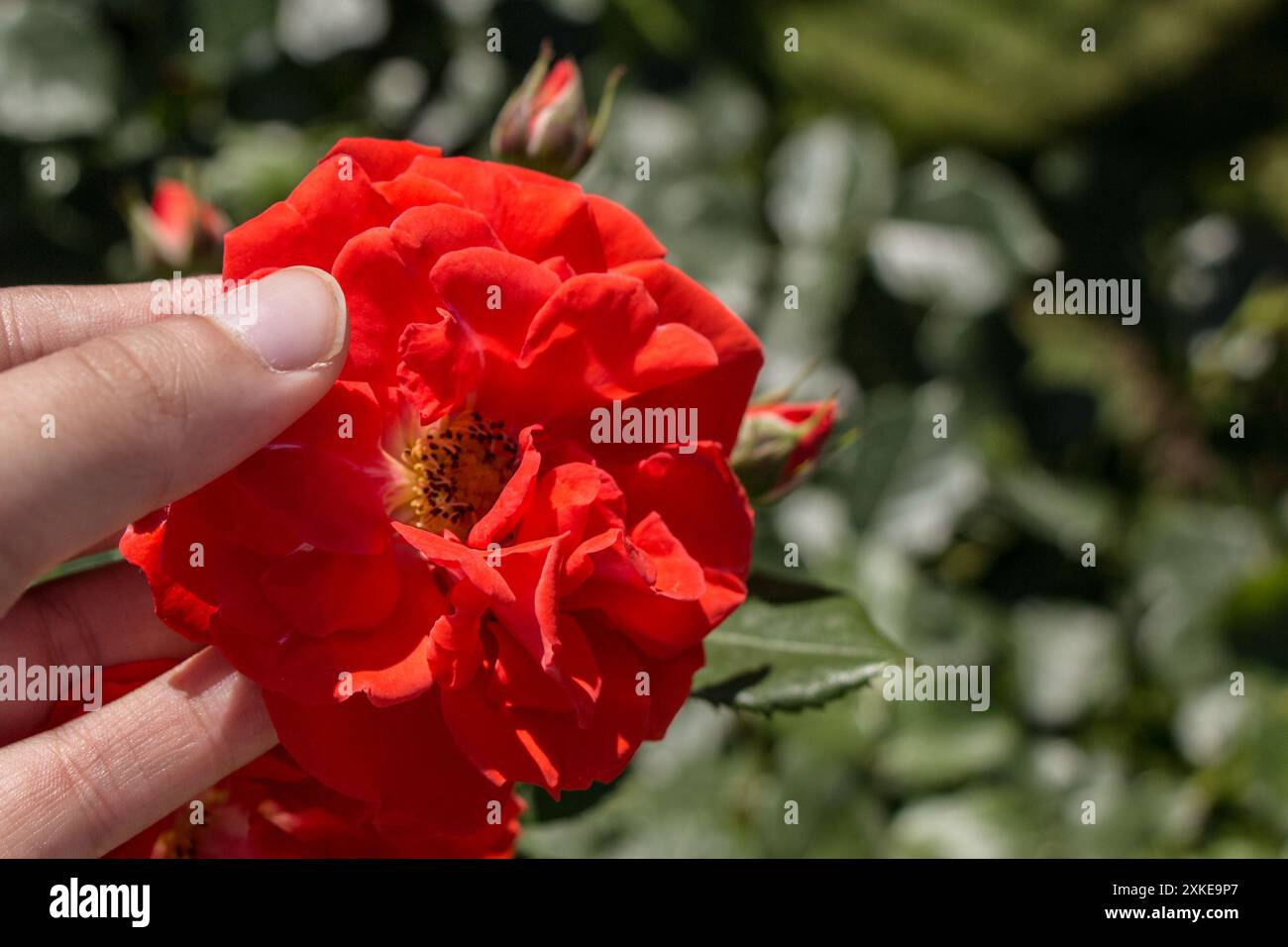Hand holding rose bloom in in the garden Stock Photo - Alamy