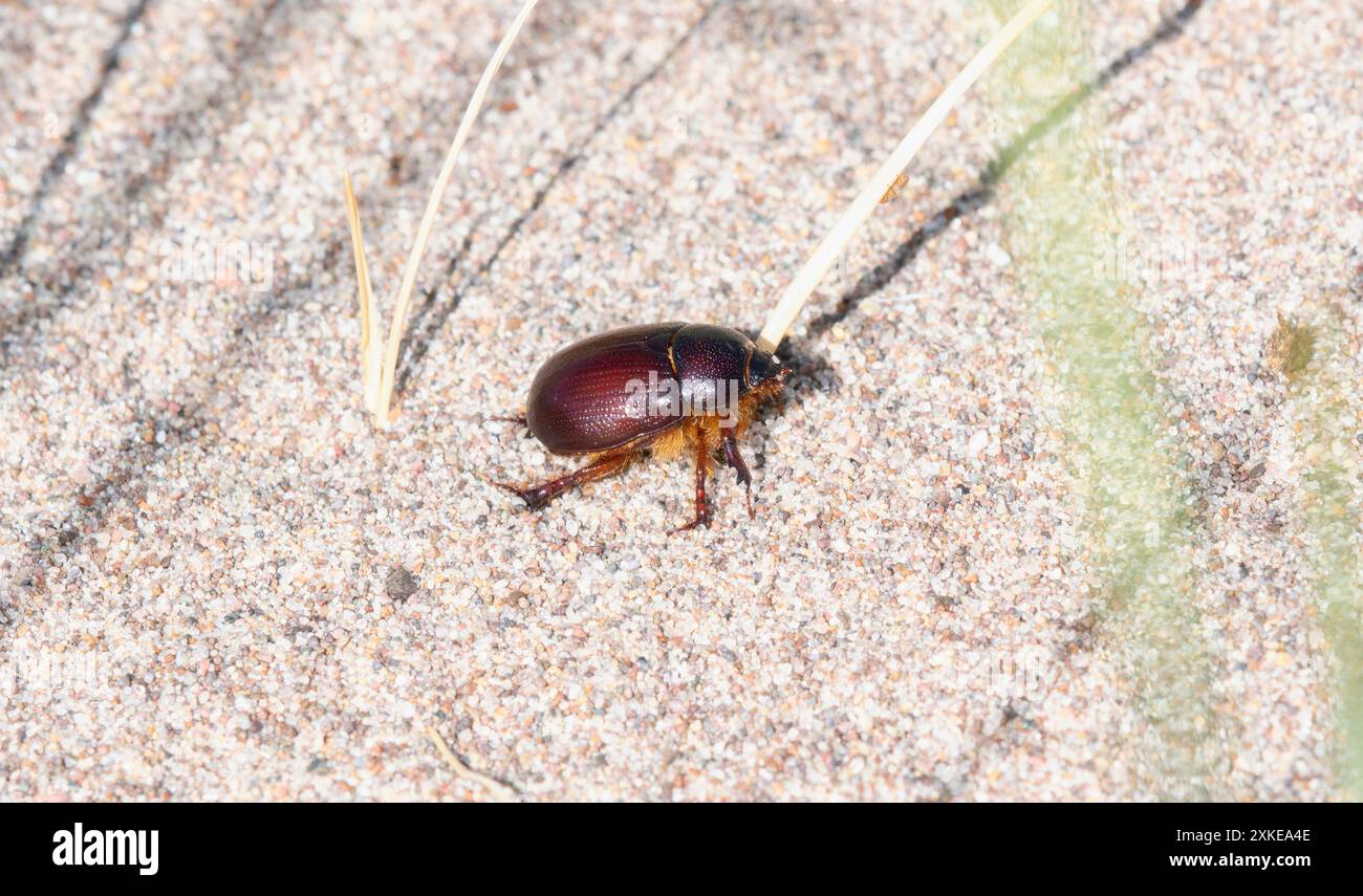A brown Carrot Beetle; Ligyrus gibbosus; walks on sandy ground in ...