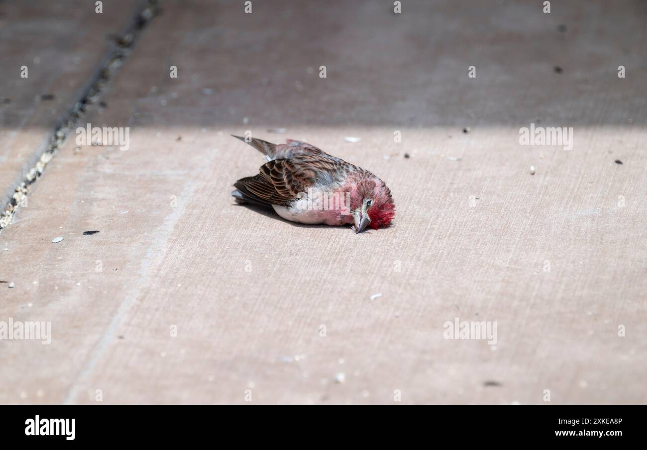 A Cassin's Finch (Haemorhous cassinii) lies dead on a concrete surface ...
