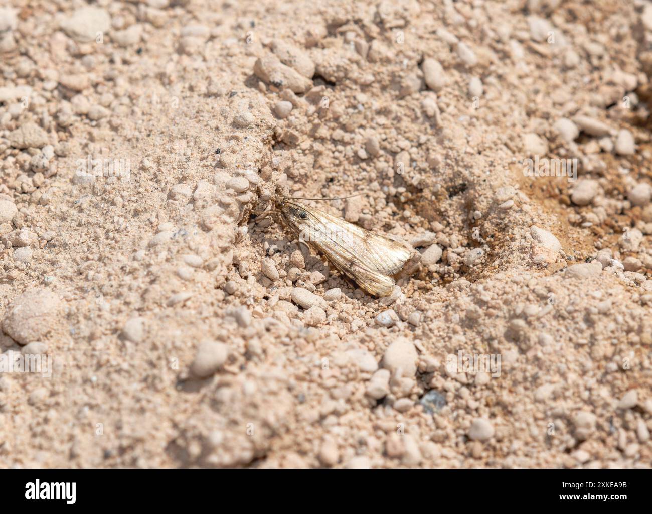 A Crambid Snout Moth; belonging to the Crambidae family; rests on a bed ...