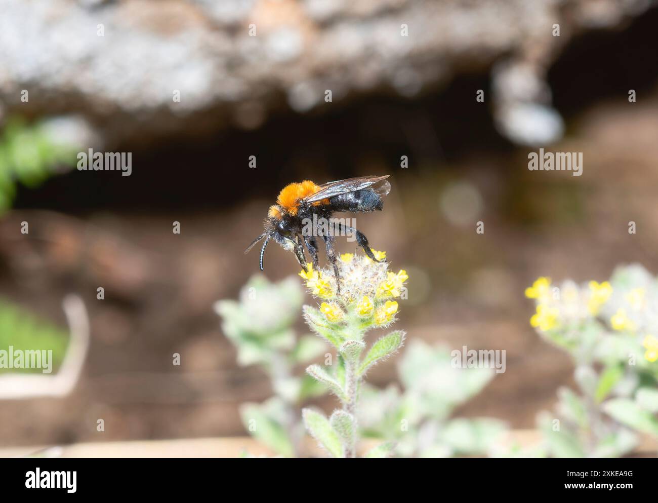 A Mourning Bee; a species of cuckoo bee from the genus Melecta ...