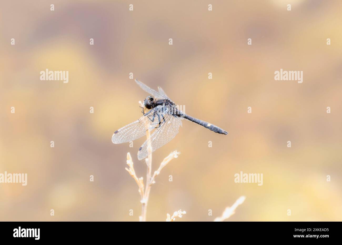 A Dot-Tailed Whiteface (Leucorrhinia intacta) dragonfly rests on a thin; brown stem. The ...