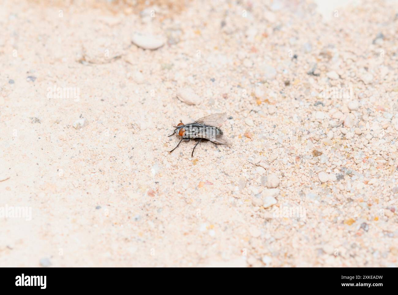 A flesh fly; belonging to the Satellite Flies Family Sarcophagidae; is ...