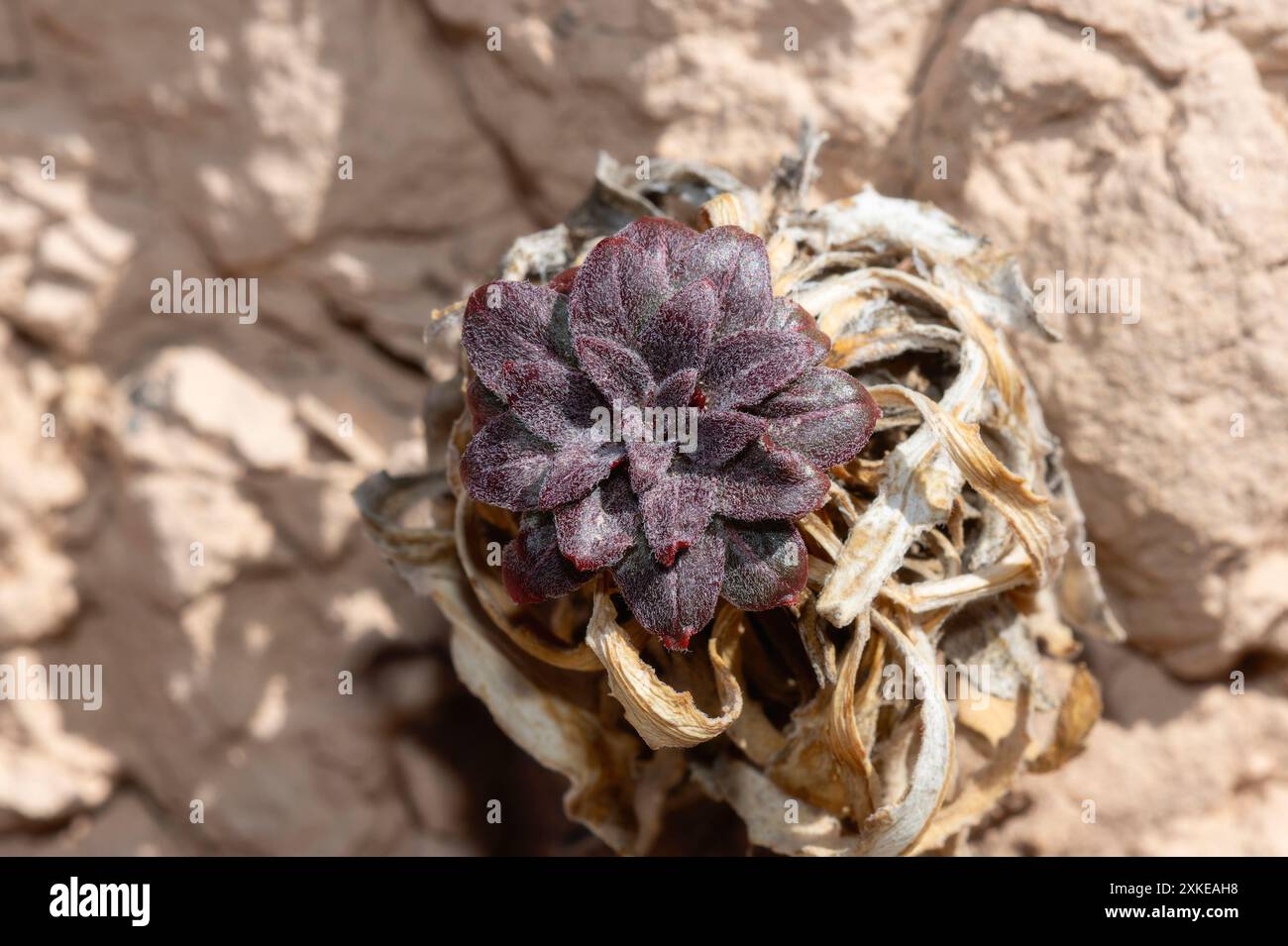 A single; purple flowering plant (Dicots Class Magnoliopsida) with ...