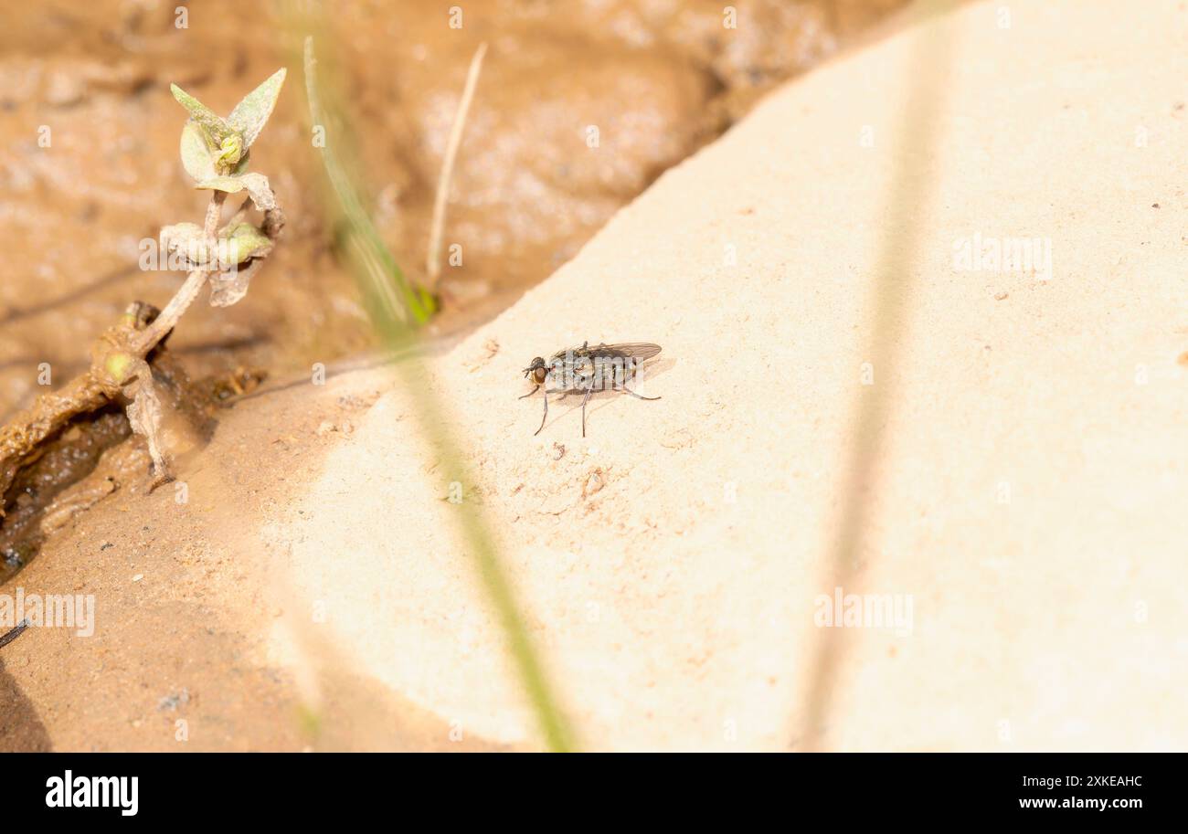 A fly (Genus Lispe) rests on a light-colored rock in a Colorado ...